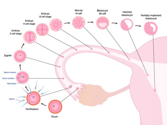 Implantation Signs and Symptoms